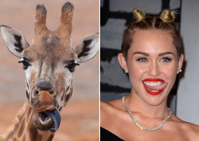 Famosos y sus Doppelgänger animalicos [20 JPG]: