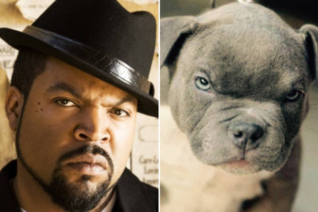 Famosos y sus Doppelgänger animalicos [20 JPG]: