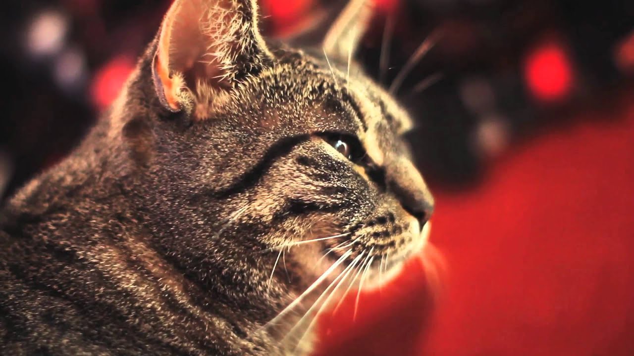 Collective Soul Cat: Old but gold