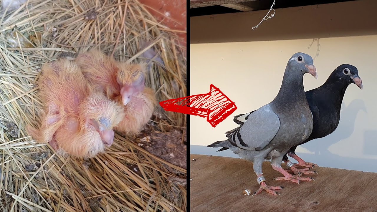 Bebés palomas creciendo | Durante cuatro semanas