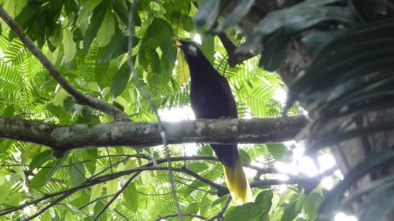 Los espectaculares sonidos que emite este pájaro