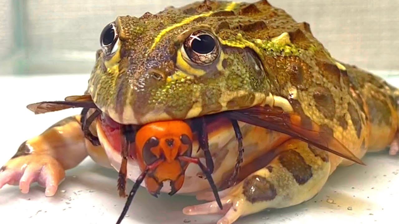 La rana toro africana comiéndose un avispón gigante asiático [ojo ...