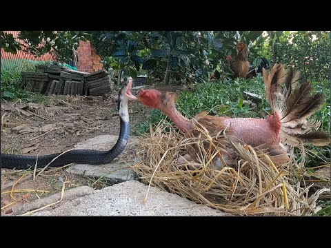 [Minuto 2:52] Gallina vs Cobra - Hagan sus apuestas