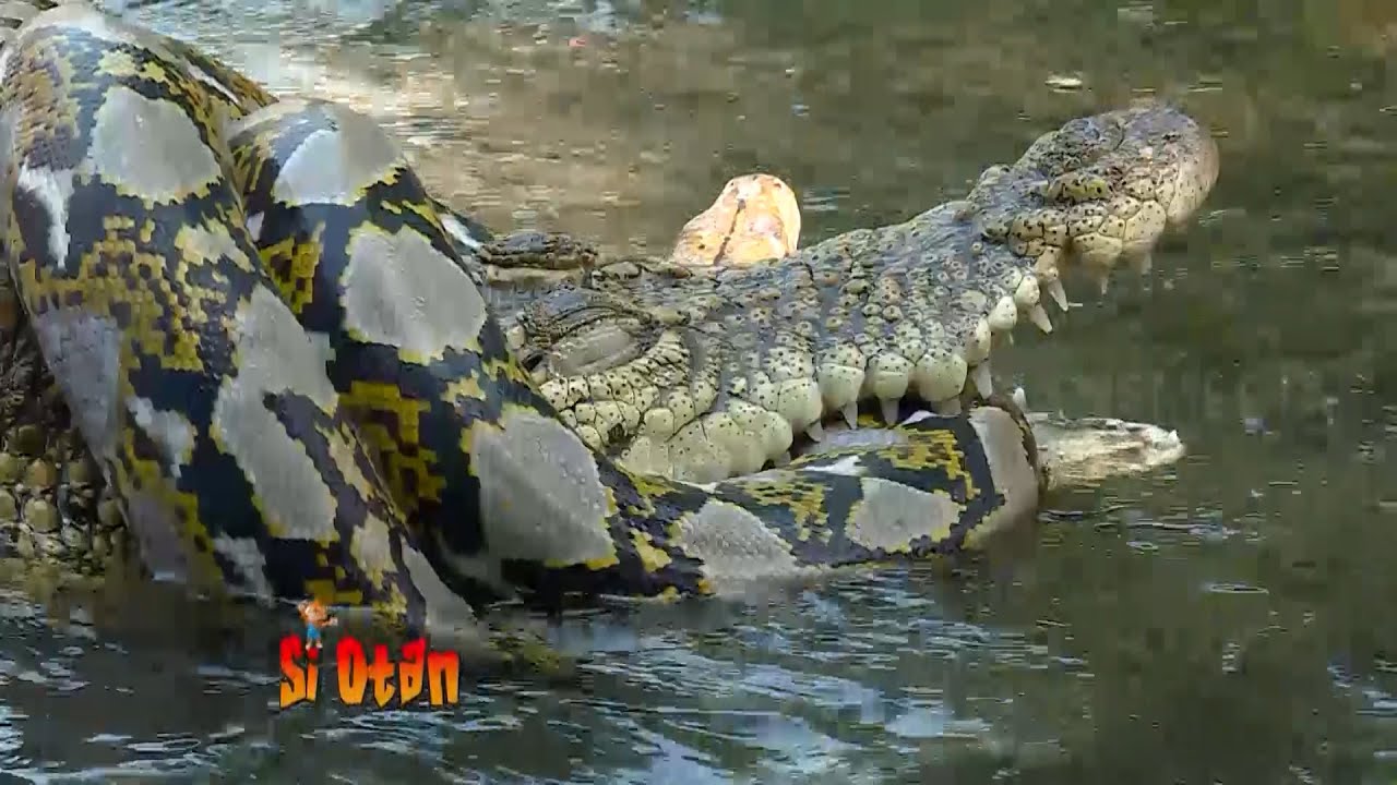 Lucha de reptiles: Cocodrilo contra Pitón