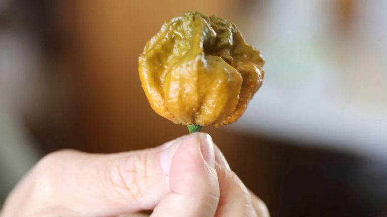 Pepper X: el pimiento más picante del mundo