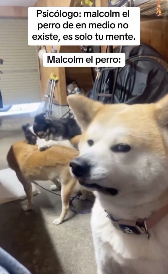 Malcolm el perro de en medio